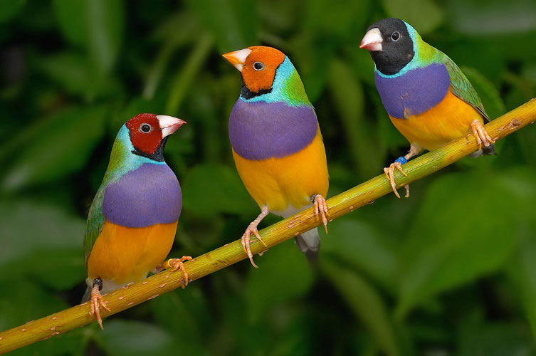 Gouldian Finch | Endangered Species Supporters Australia | Protect ...
