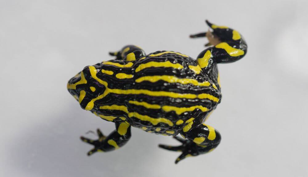 Southern Corroboree Frog (Pseudophryne Corroboree) | Endangered Species ...