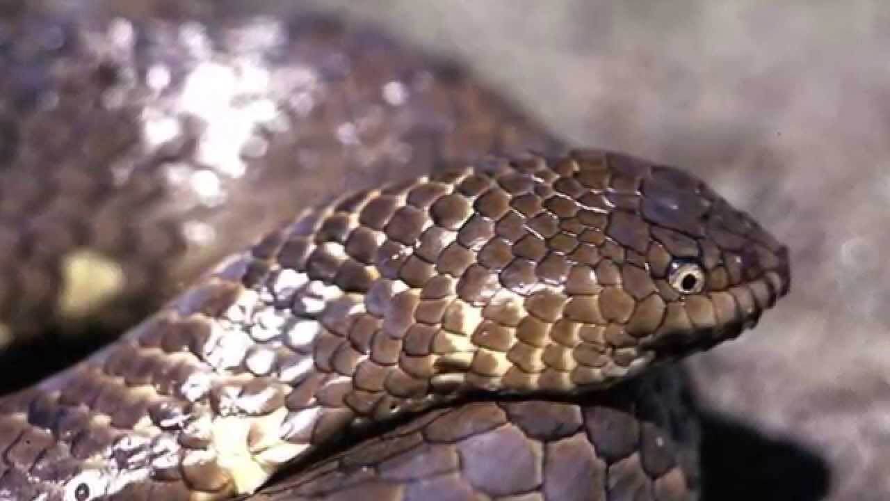 Short-nosed sea snake (Aipysurus apraefrontalis) | Endangered Species ...